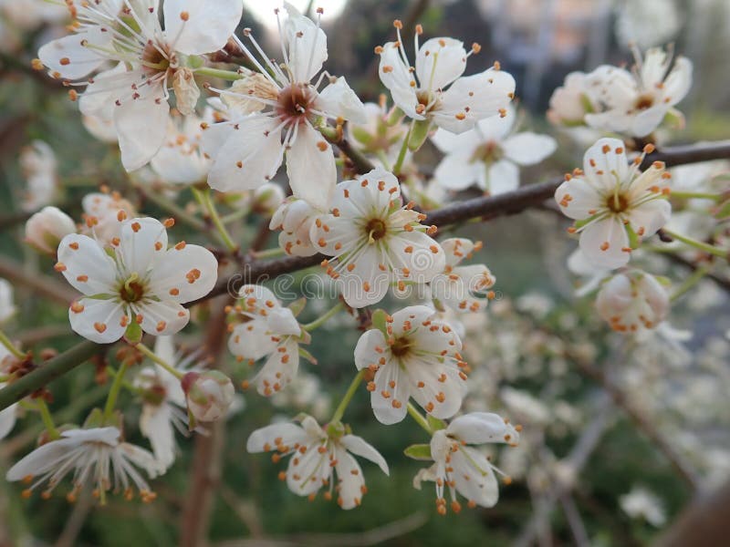 White Blossoming Tree Branch in the Spring Stock Image - Image of ...