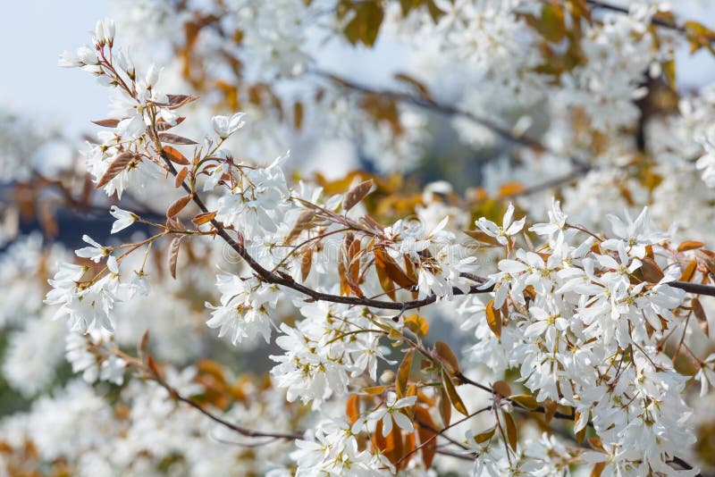 White Blossoming Cherry Tree Twig Stock Image - Image of petal, tree ...