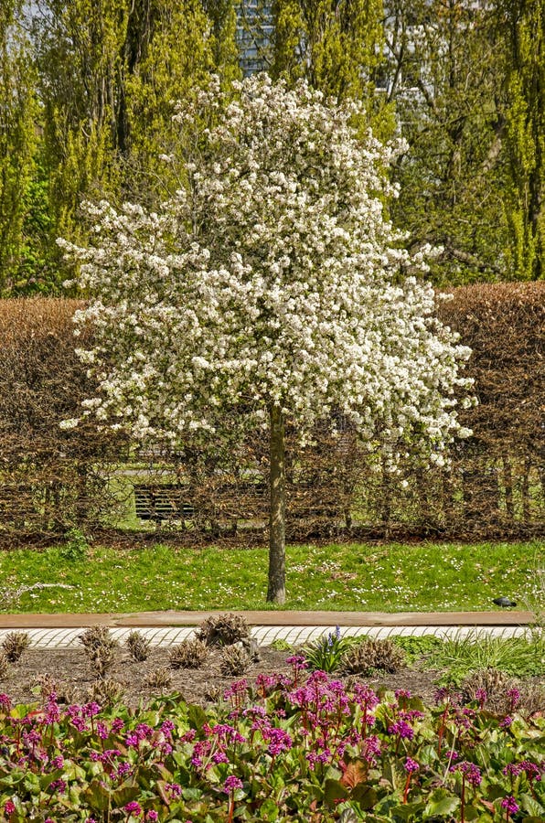 White Blossoming Tree in Springtime Stock Photo - Image of dutch, city ...