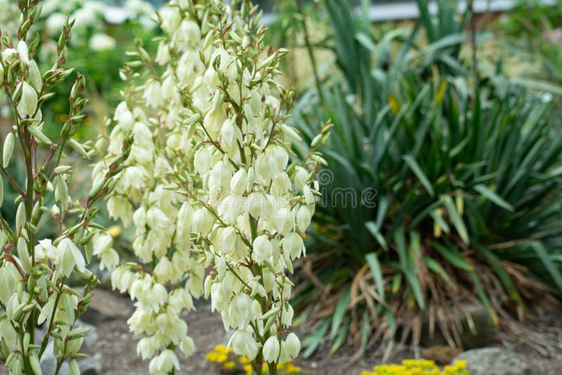 Adam`s needle stock image. Image of caulescent, agavoideae - 104027369