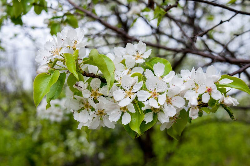 White Blossoms of a Blossoming Pear Tree in Spring Stock Photo - Image ...