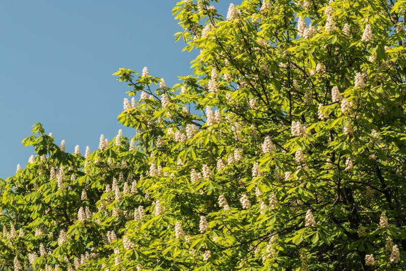 White Blossoms of Chestnut on a Background of Blue Sky Stock Image ...