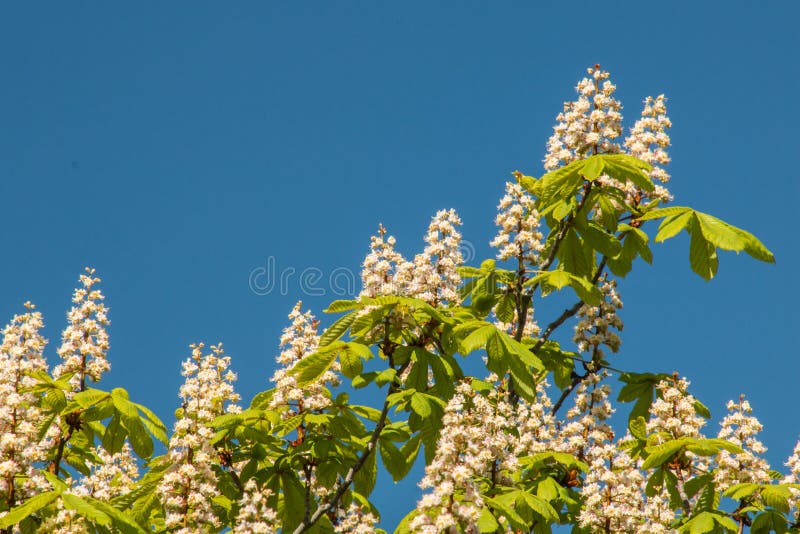 White Blossoms of Chestnut on a Background of Blue Sky Stock Photo ...