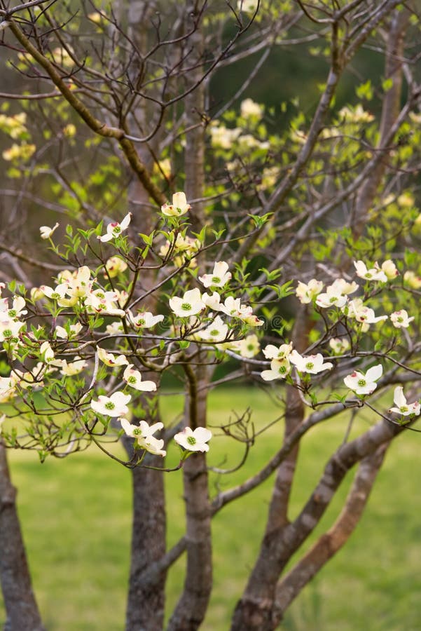A dogwood tree in bloom. stock photo. Image of tree - 177358572