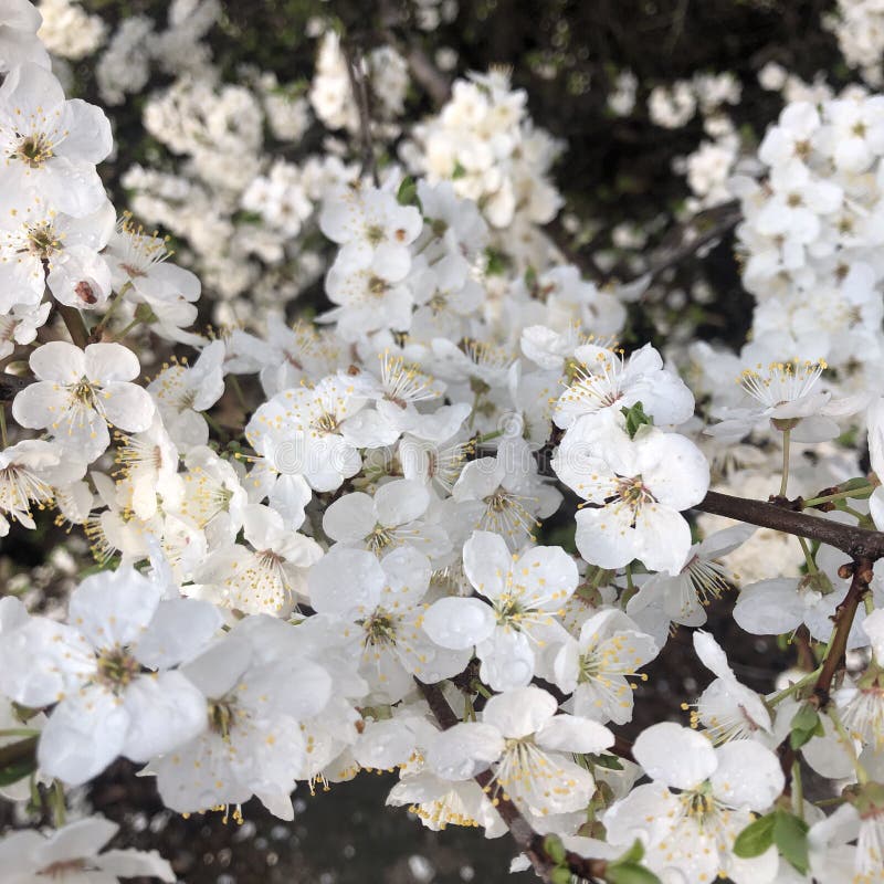 White Blossoms Flowers on the Tree of Spring Stock Image - Image of ...