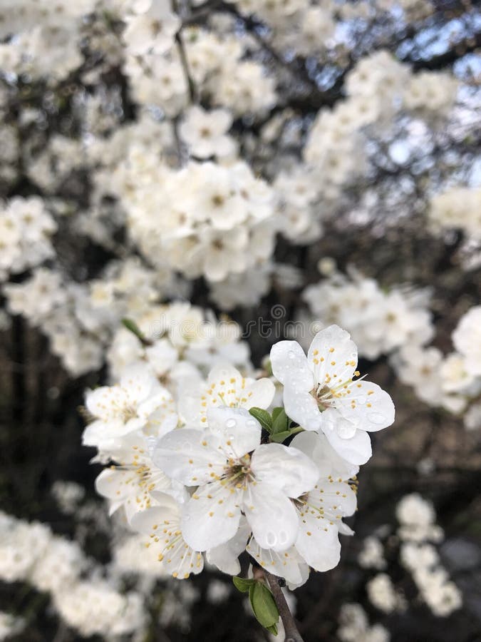 White Blossoms Flowers on the Tree of Spring Stock Image - Image of ...