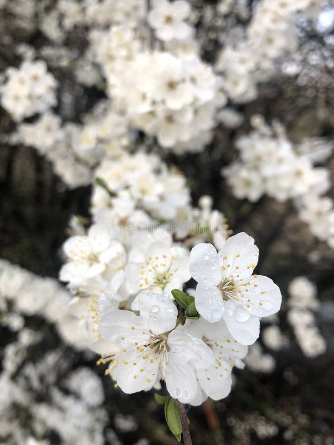 White Blossoms Flowers on the Tree of Spring Stock Image - Image of ...