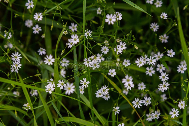 White Blossoms Longleaf Bird's Eye Stellaria Longifolia Stock Photos ...