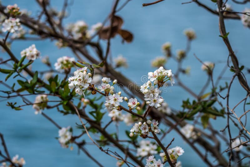 White Flowering Tree Branch Stock Photo - Image of limb, bunch: 174865990