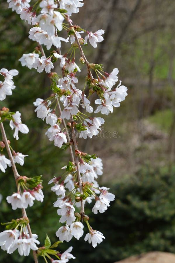 Close View of Willow Tree Blooms Editorial Photo - Image of willow ...