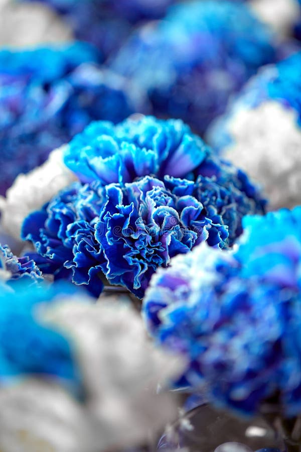 Blue Carnations And Butterfly Stock Photo - Image of flowers, natural ...