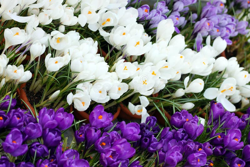 White and Blue Fresh Crocuses Stock Photo - Image of flowers, crocuses ...