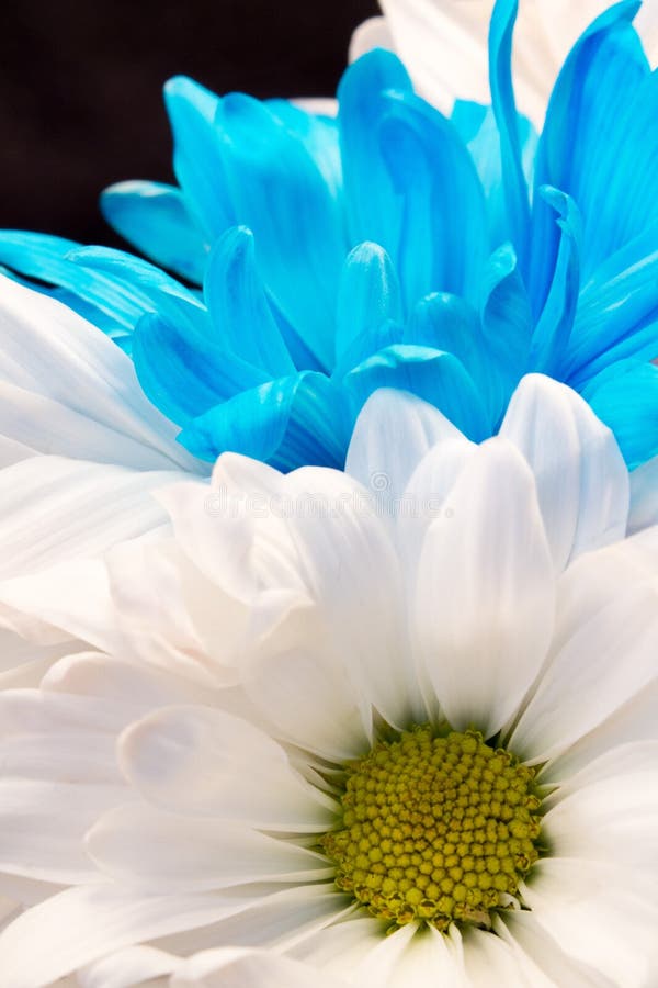White and Blue Gerber Daisy Stock Photo - Image of colour, botany: 39139318