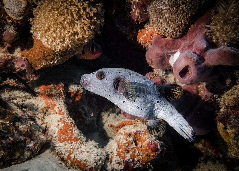 Blue puffer fish swimming stock photo. Image of island - 16920750