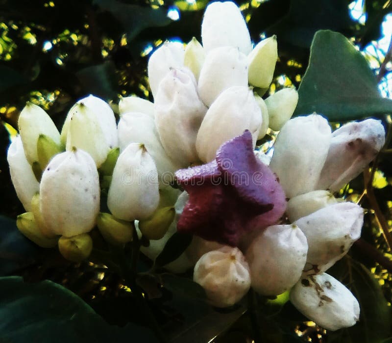 Savage Flower stock image. Image of pass, savage, detail - 95046391