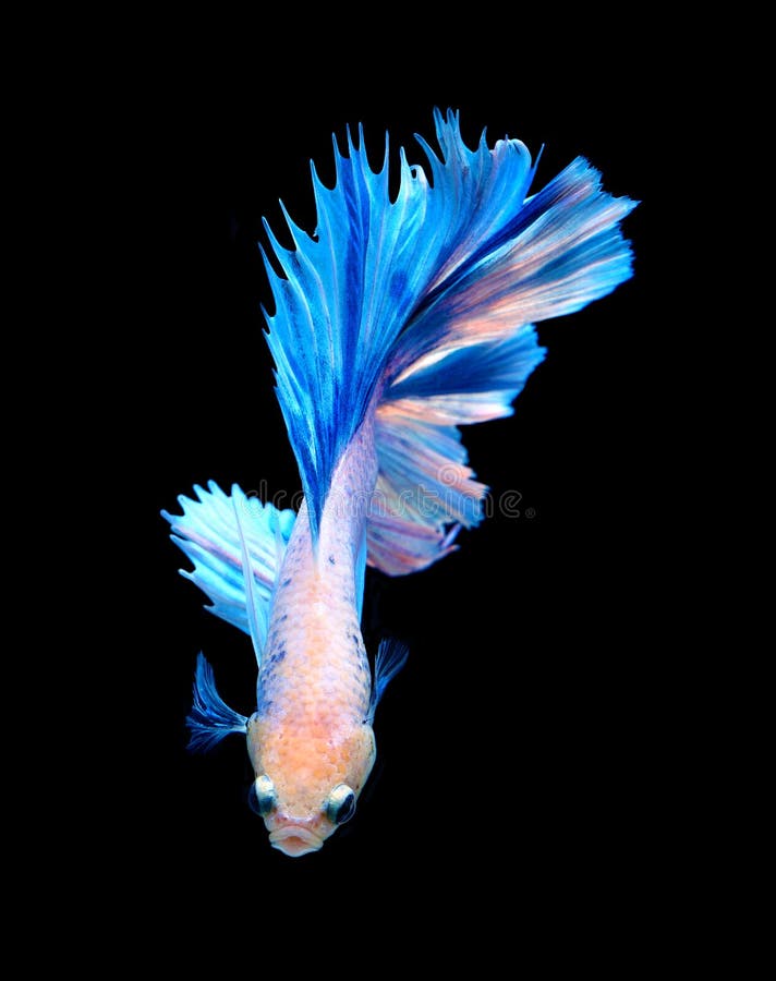White and Blue Siamese Fighting Fish, Betta Fish Isolated on Bla Stock ...
