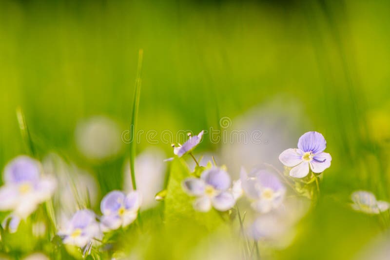 White-blue Spring Flowers on a Background of Green Spring Grass 3 Stock ...