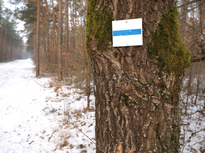 White and Blue Way Marker on a Pine Tree in a Winter Forrest Stock ...