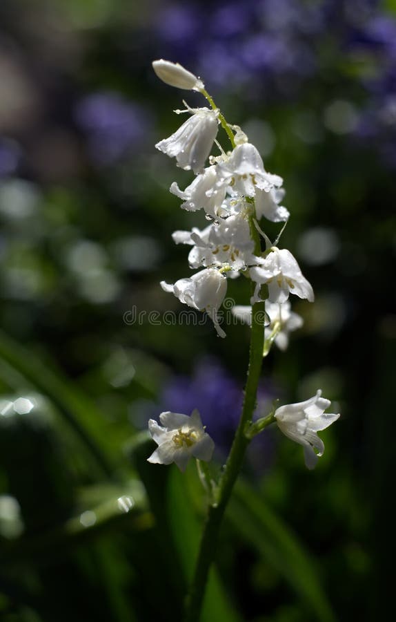 White bluebells in spring stock image. Image of bluebells - 182510441