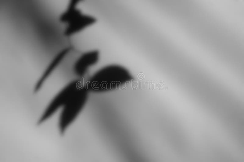 White Blurred Hanging Leaf Shadow and LIght Beam on Background. Stock ...