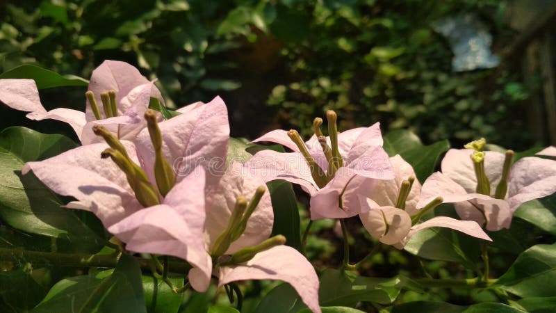 White Bogenvil that Blooms in the Afternoon Stock Photo - Image of ...
