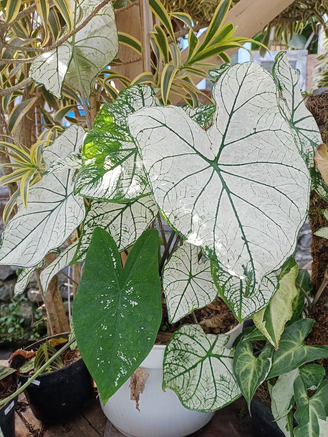 White Bone Leafy plant stock photo. Image of bone, leafy - 228951450