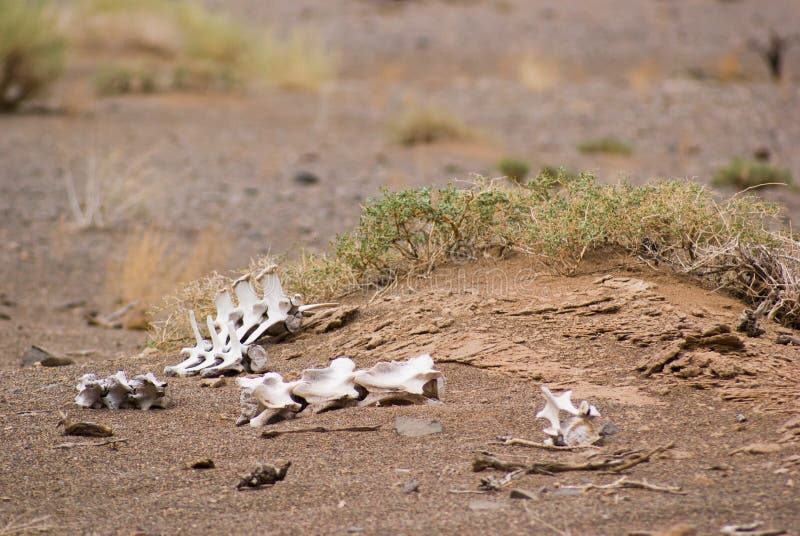 1,241 Desert Bones Photos - Free & Royalty-Free Stock Photos from ...