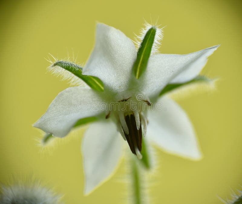 White borage flower. stock image. Image of bloom, flower - 203614933