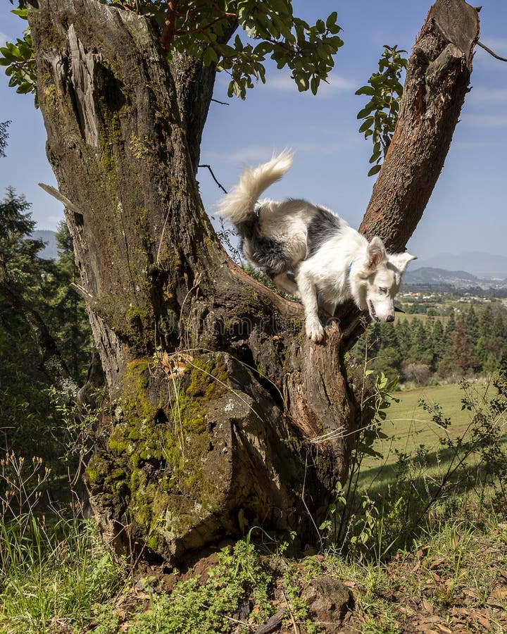 Happy Black and White Dog on Tree Stock Image - Image of outdoors ...