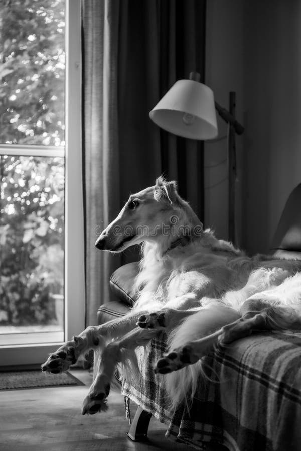White Borzoi Dog Lying on a Sofa Stock Image - Image of mammal, borzoi ...