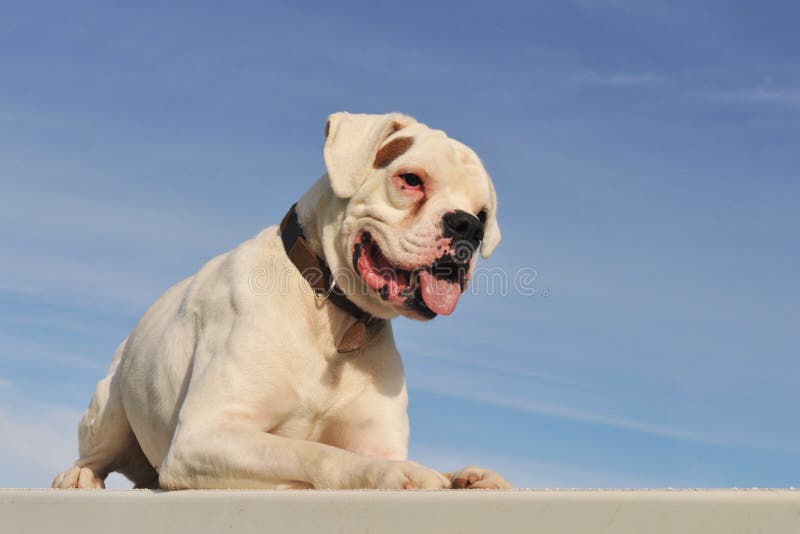 White bower stock image. Image of pedigree, young, beautiful - 18481115