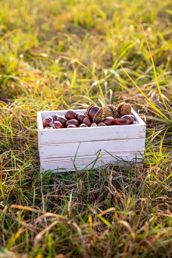 Chestnuts Symbolizing the Fall Season Stock Photo - Image of branch ...