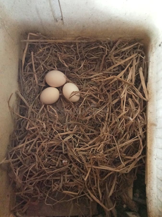 A White Box Containing Dry Straw and 3 Chicken Eggs Stock Photo - Image of chicken, white: 377092646