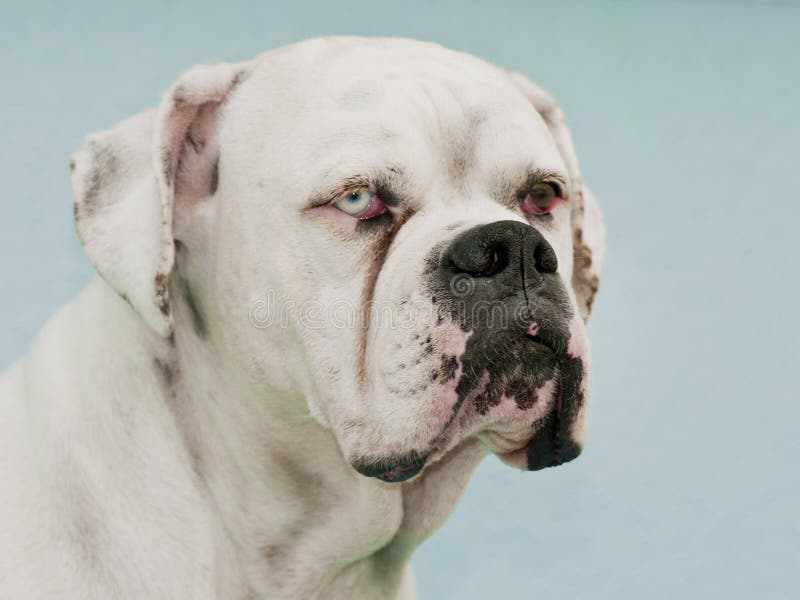 A white boxer running stock image. Image of canine, tired - 26815169