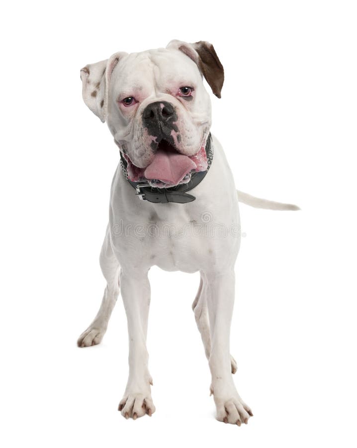 White boxer stock photo. Image of thoroughbred, watching - 1136752