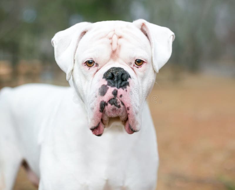 A White Boxer Mixed Breed Dog Looking at the Camera Stock Image - Image ...