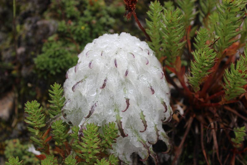 White Brahma Kamal Flower in Himalayan Meadows. Stock Image - Image of ...