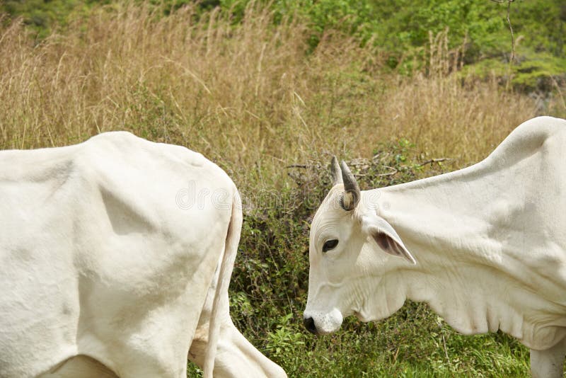 White Brahman Cow Walking Behind Another in the Field Stock Image ...