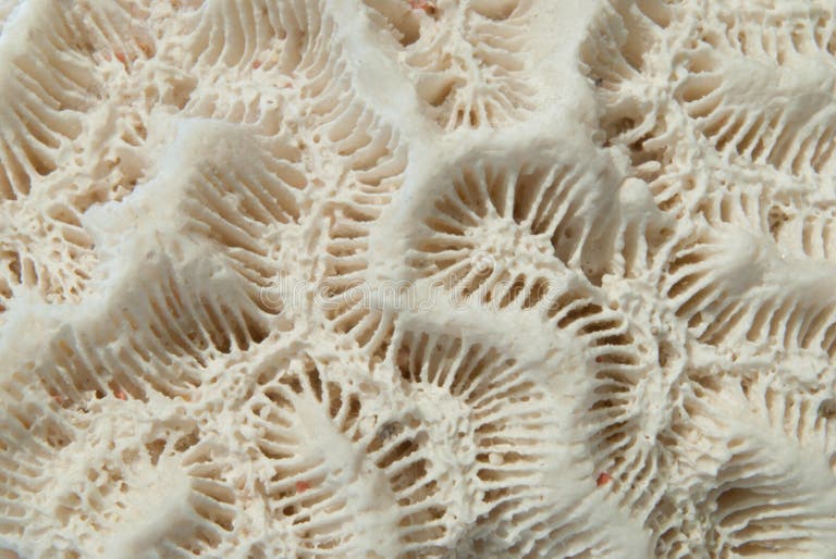 296 Brain Coral Detail Stock Photos - Free & Royalty-Free Stock Photos ...