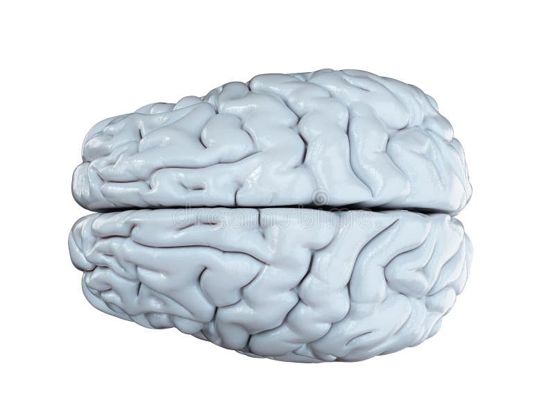 A white brain stock illustration. Illustration of cerebra - 149522829