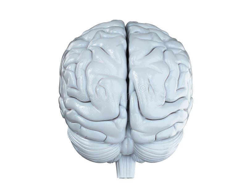 A white brain stock illustration. Illustration of model - 149522828