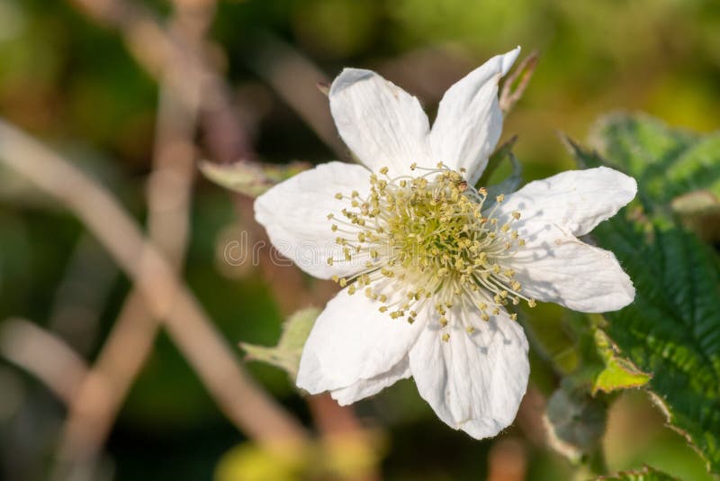 White Bramble Rubus Fruticosus Flower Stock Image - Image of natural ...