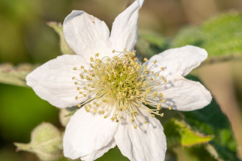 White Bramble Rubus Fruticosus Flower Stock Photo - Image of rubus ...