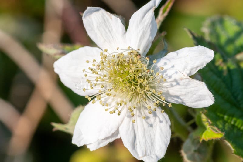 White Bramble Rubus Fruticosus Flower Stock Image - Image of color ...