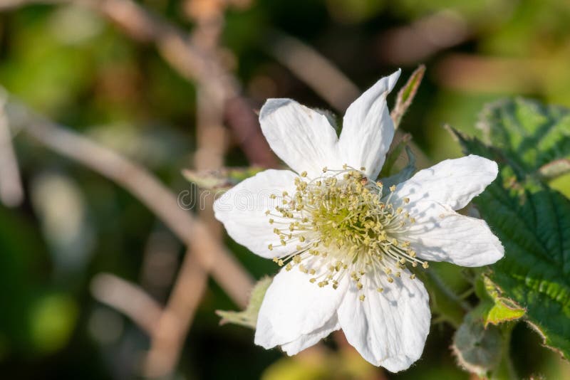 White Bramble Rubus Fruticosus Flower Stock Photo - Image of macro ...