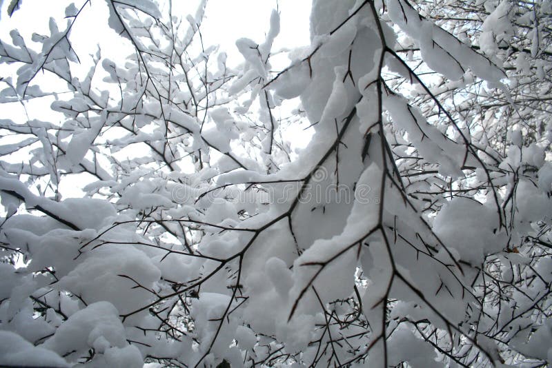 White branches stock photo. Image of veins, life, season - 1473248