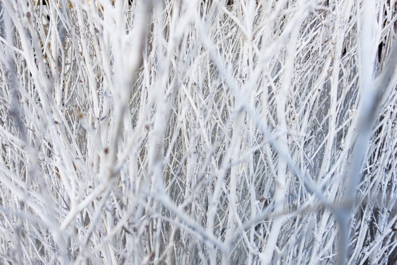 White Tree Branches Slective Focus Stock Photo - Image of branches ...