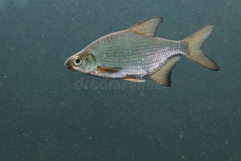 White bream stock photo. Image of white, bjoerkna, adult - 260655888