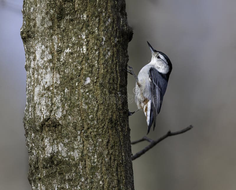 White Breast Nuthatch Climbs the Side of a Tree Stock Photo - Image of ...