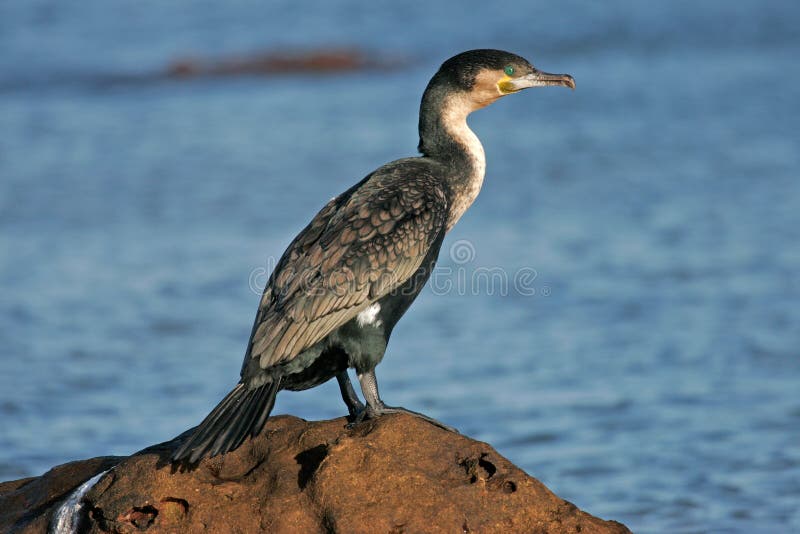 White-breasted Cormorant stock image. Image of wingspan - 13022479